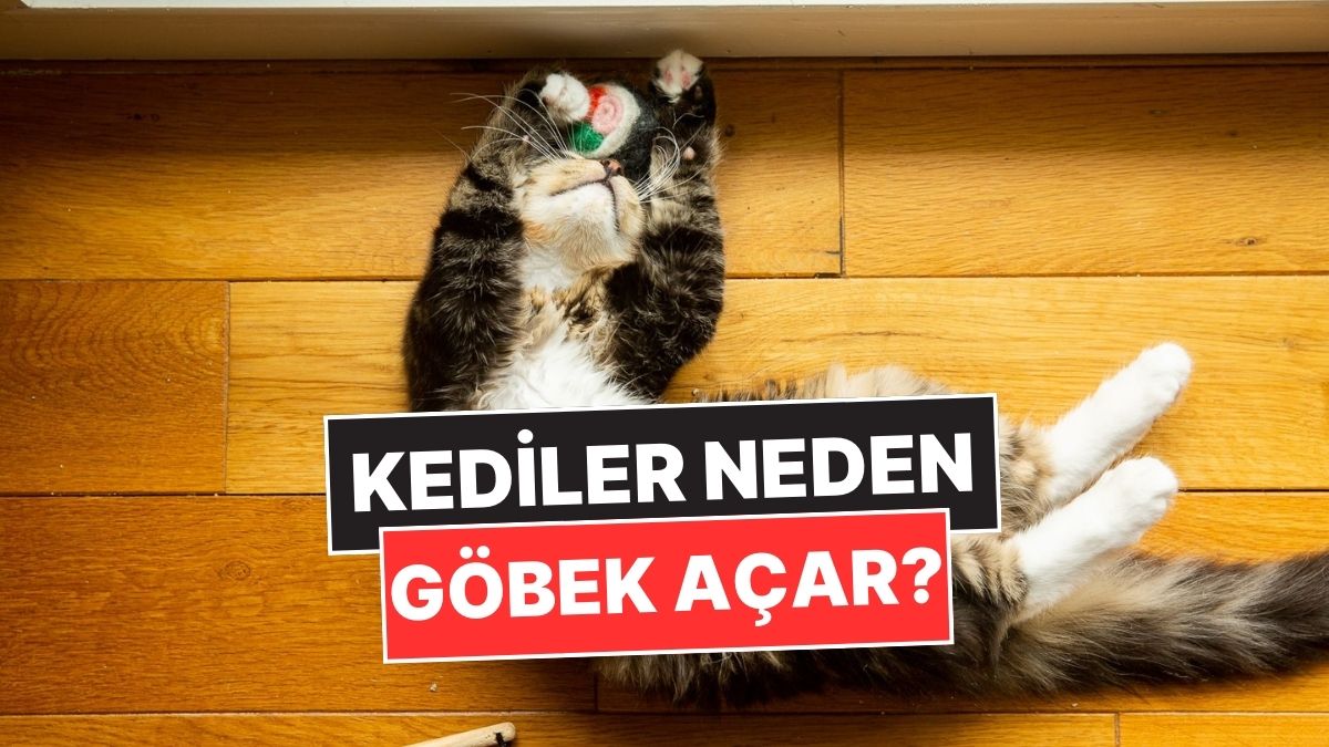 Kediler Neden Sahibini Görünce Yerde Yuvarlanır? - Onedio
