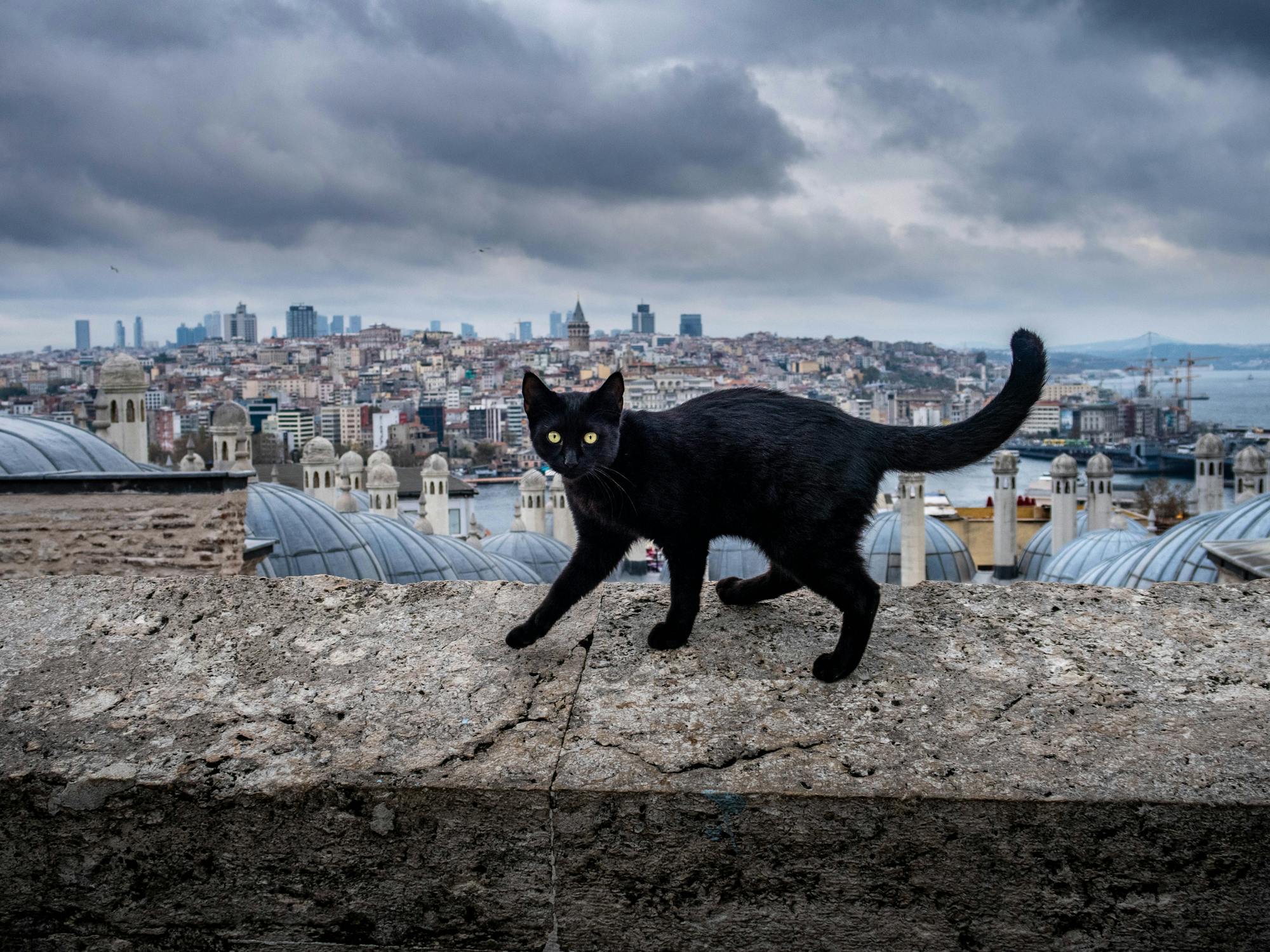 Istanbul's Street Cats - Onedio