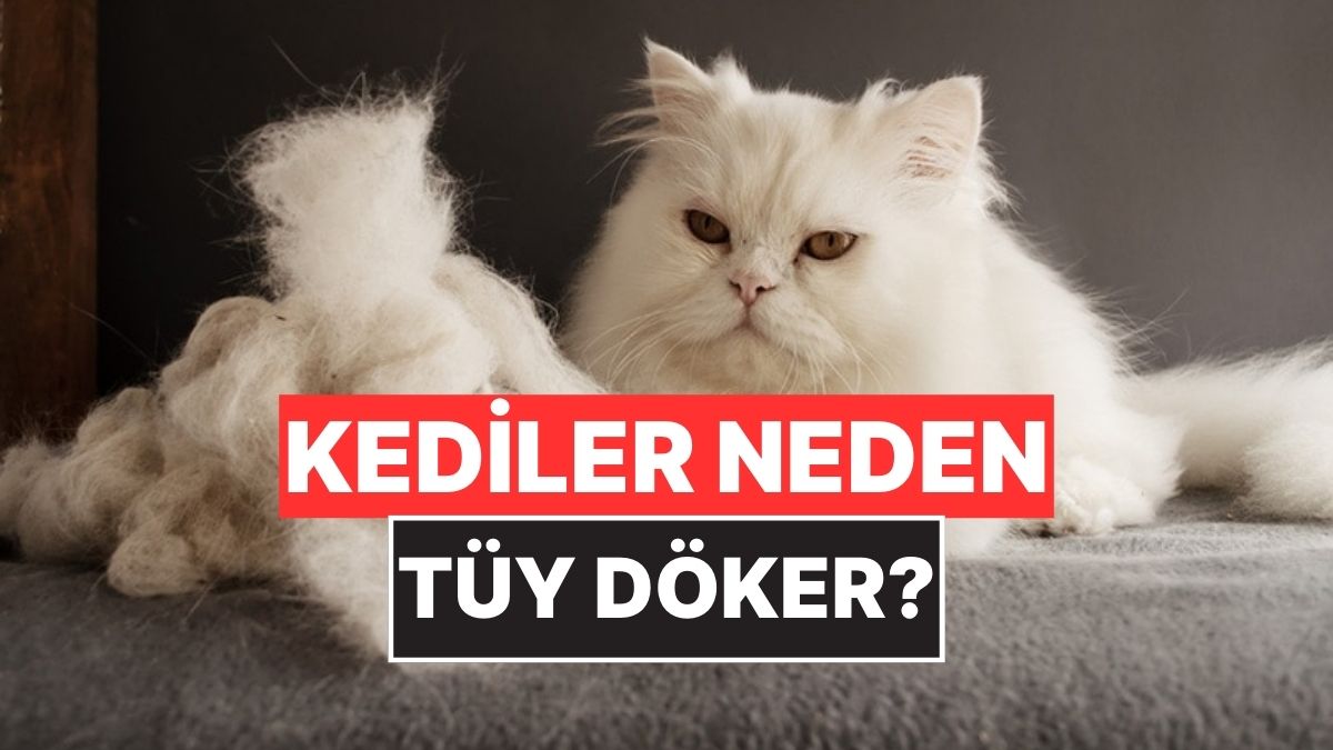 Kediler Neden Tüy Döker? - Onedio