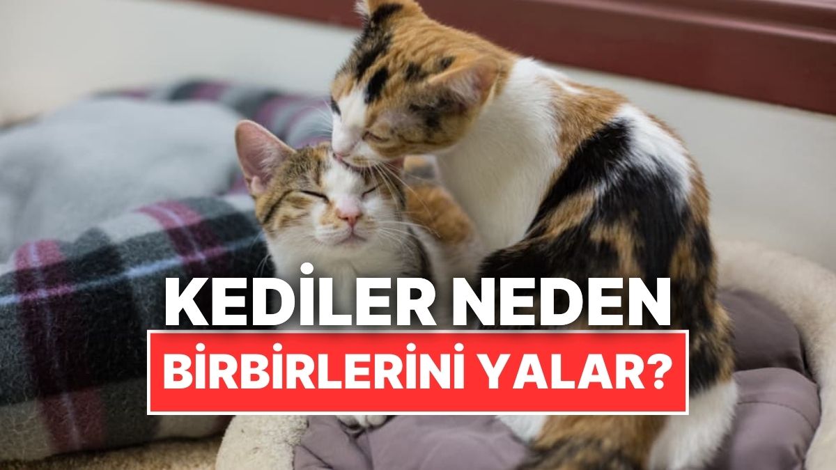 Kediler Neden Birbirlerini Temizler? - Onedio