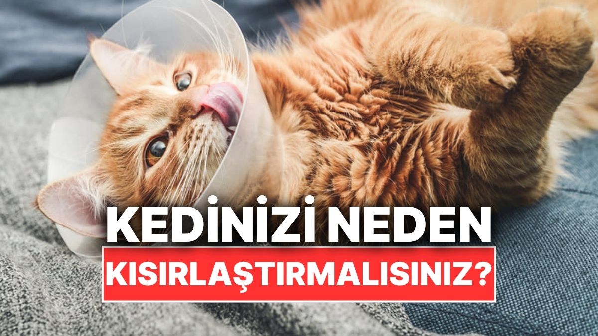 Kediler Neden Kısırlaştırılmalı? - Onedio