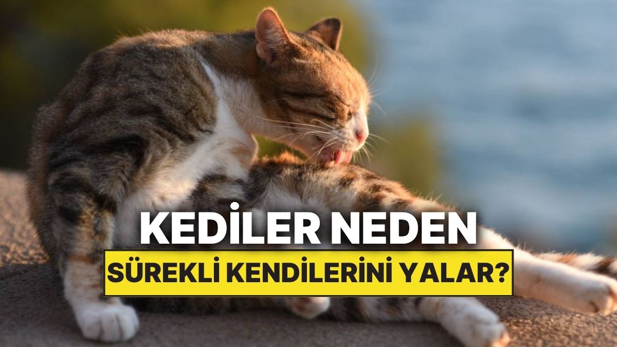 Kediler Neden Sürekli Kendilerini Yalar? - Onedio