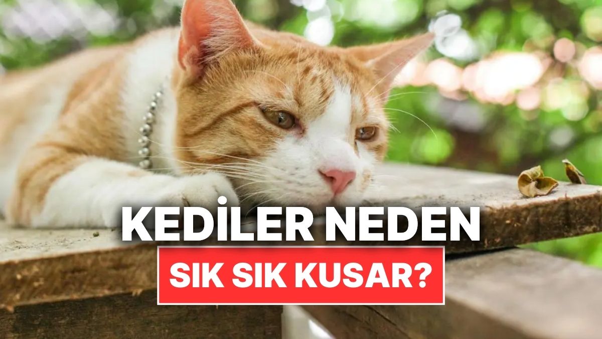 Kediler Neden Kusar? - Onedio