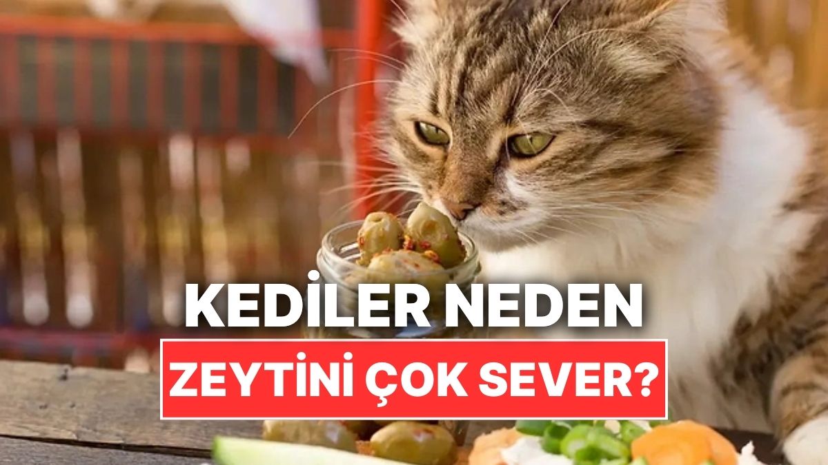 Kediler Neden Zeytin Sever? - Onedio
