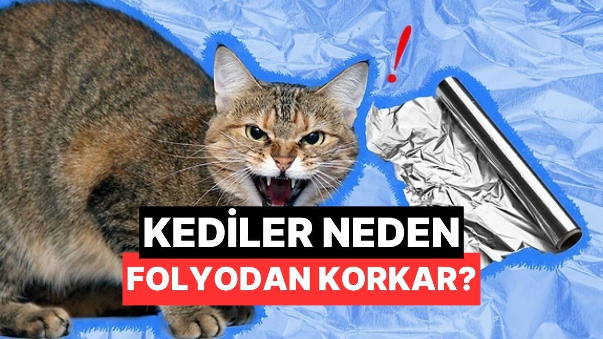 Kediler Neden Alüminyum Folyodan Korkar? - Onedio