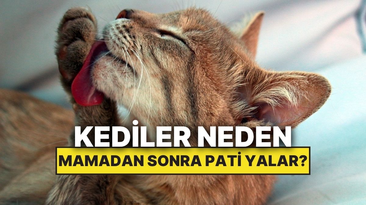 Kediler Neden Mamadan Sonra Patilerini Yalar? - Onedio