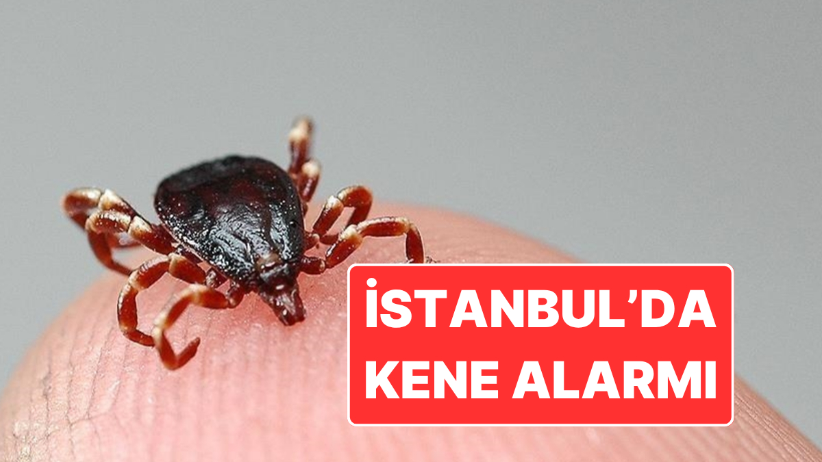 Kene Alarmı: Kene Isırması Sonrasında Ne Yapılır? - Onedio