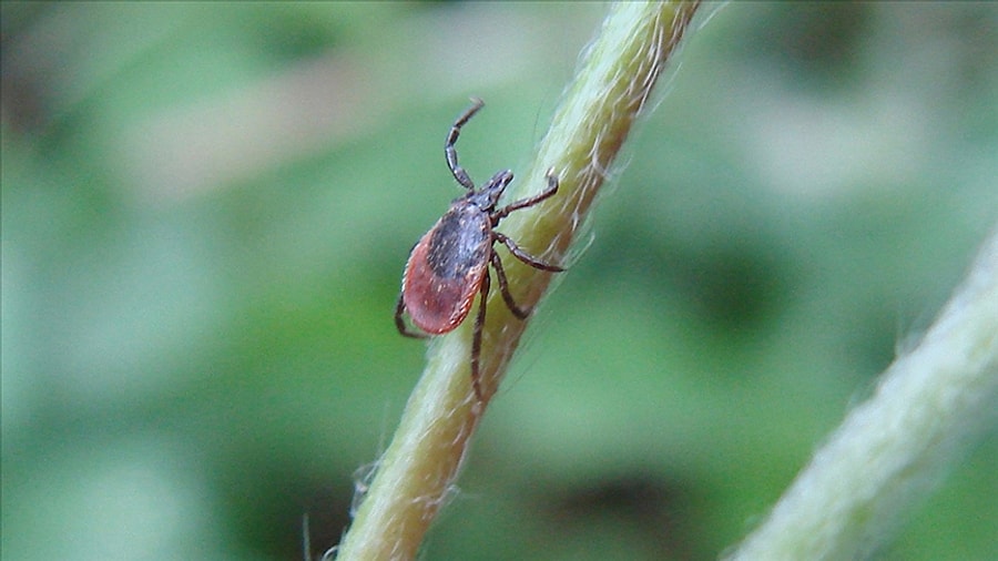 Kene Alarmı: Kene Isırması Sonrasında Ne Yapılır? - Onedio