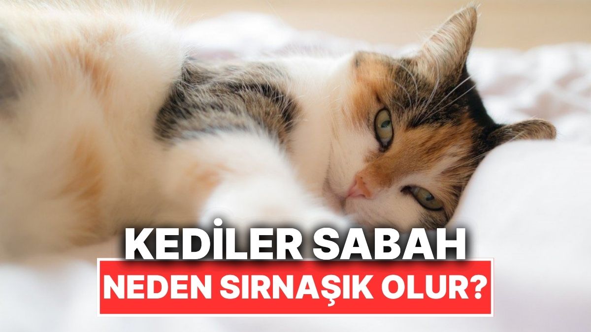 Kediler Sabah Neden Sırnaşık Olur? - Onedio