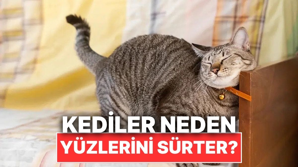 Kediler Neden Yüzlerini Köşelere Sürter? - Onedio