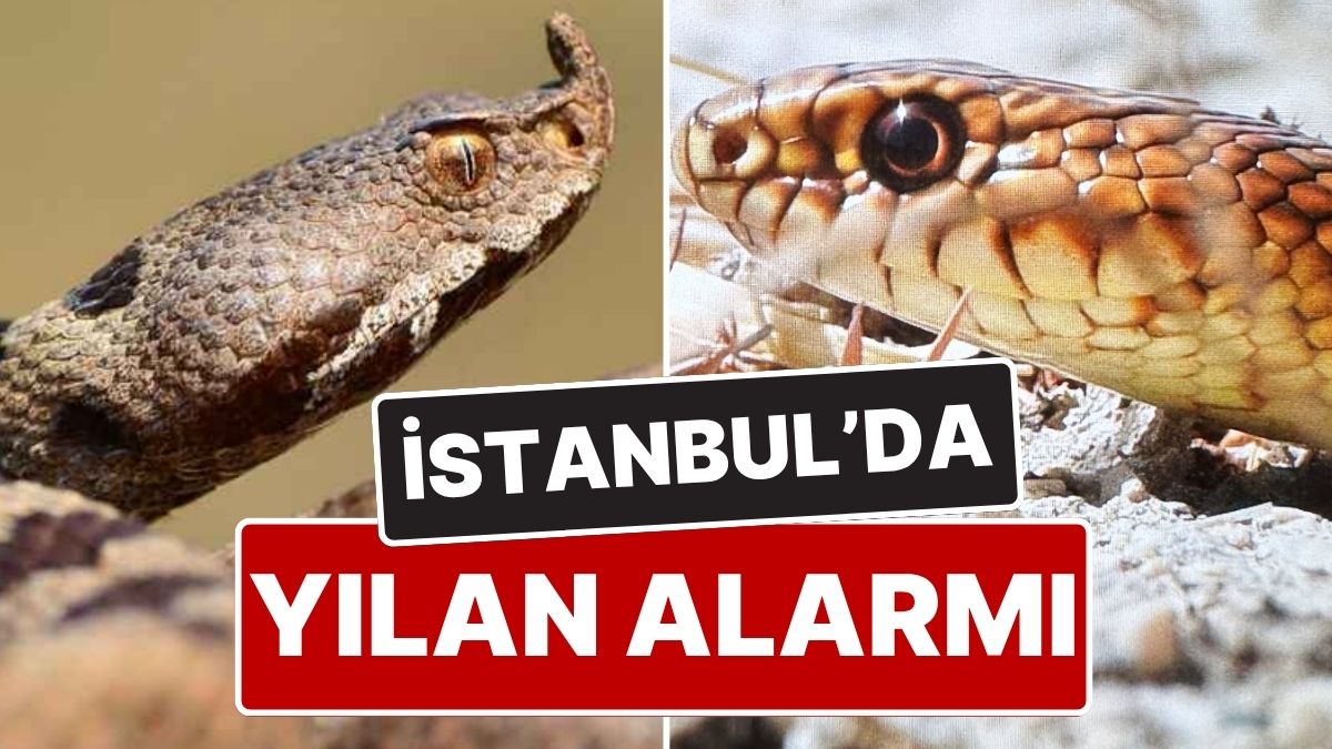 İstanbul'da Yılan Alarmı: İstanbul'da Yılan Var mı? - Onedio