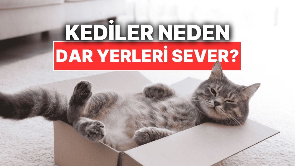 Kediler Neden Dar Yerleri Sever? - Onedio