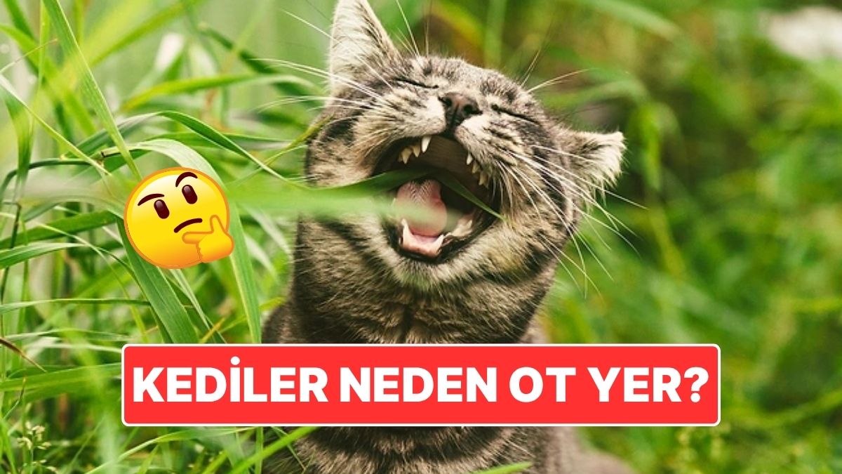 Kediler Neden Ot Yer? - Onedio