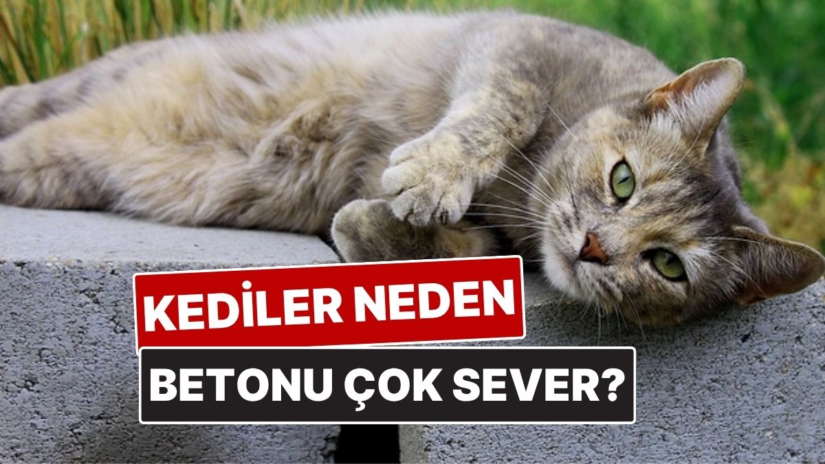 Kediler Neden Betonu Bu Kadar Seviyor? - Onedio