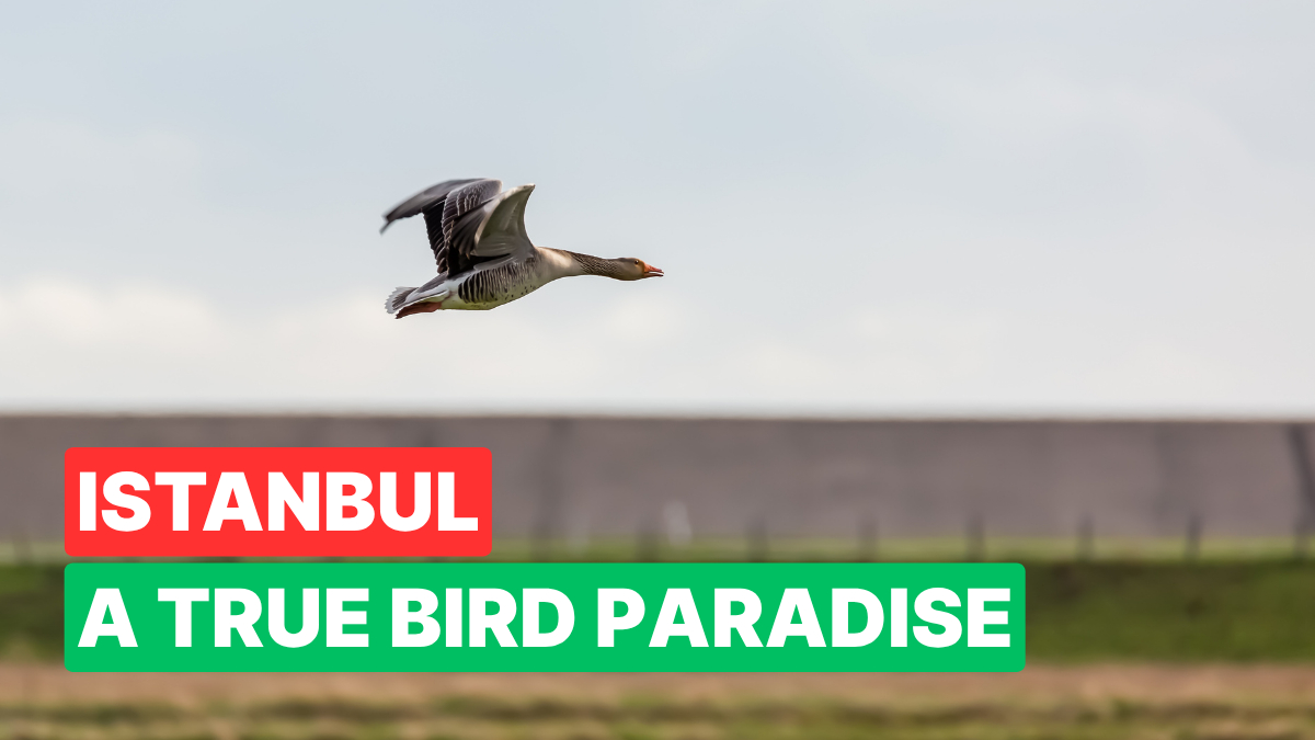 Top Birdwatching Spots in Istanbul - Onedio