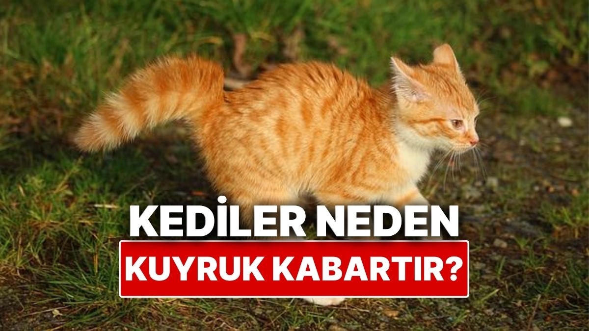 Kediler Neden Kuyruk Kabartır? - Onedio