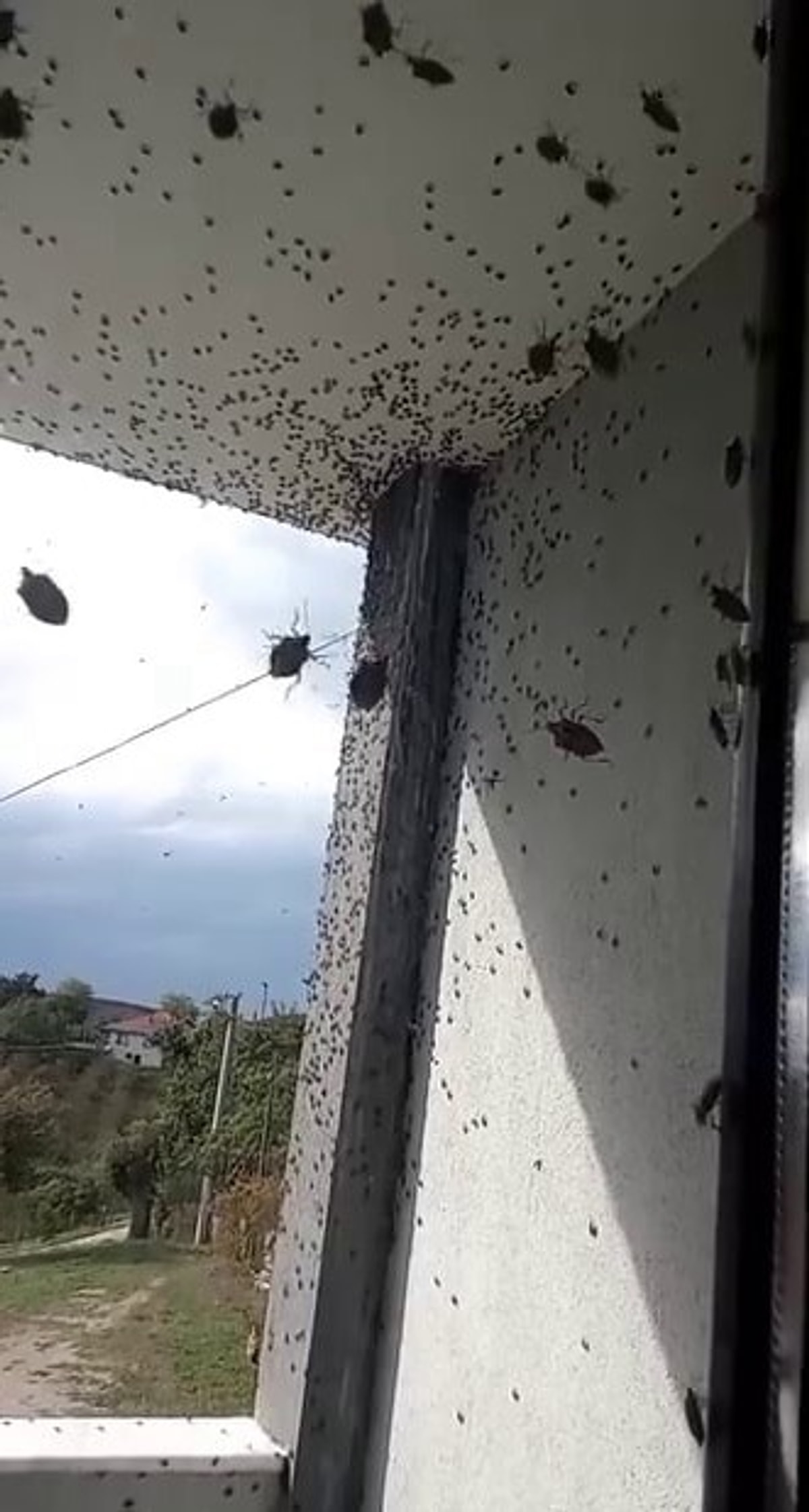Kokarcayı Ne Uzaklaştırır? Kokarca'yı Ne Kovar! - Onedio