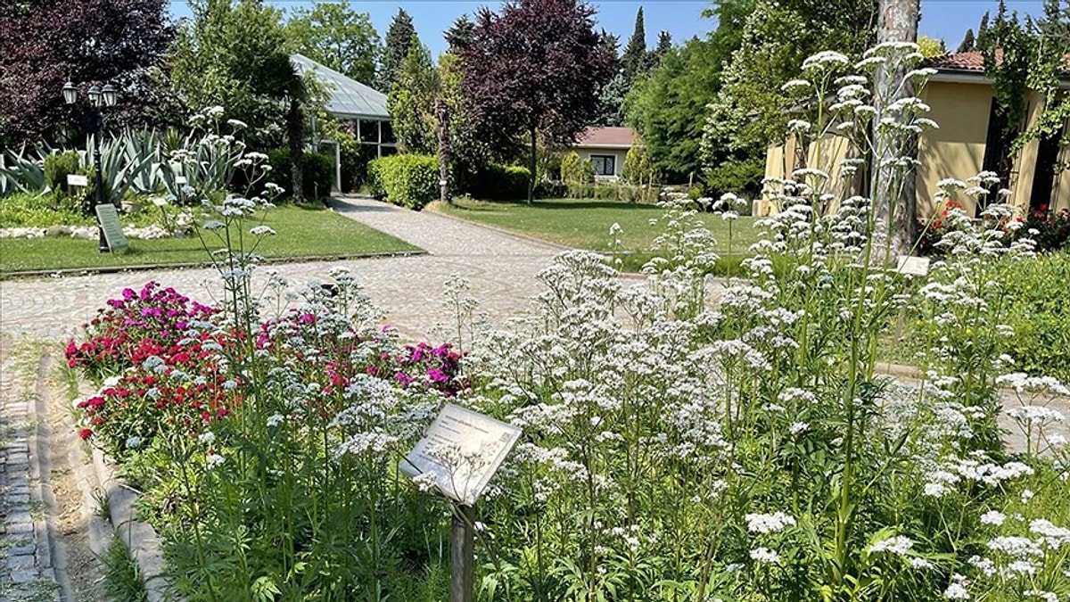İstanbullular İçin Nefes Köşesi: Tıbbi Bitkiler Bahçesi - Onedio