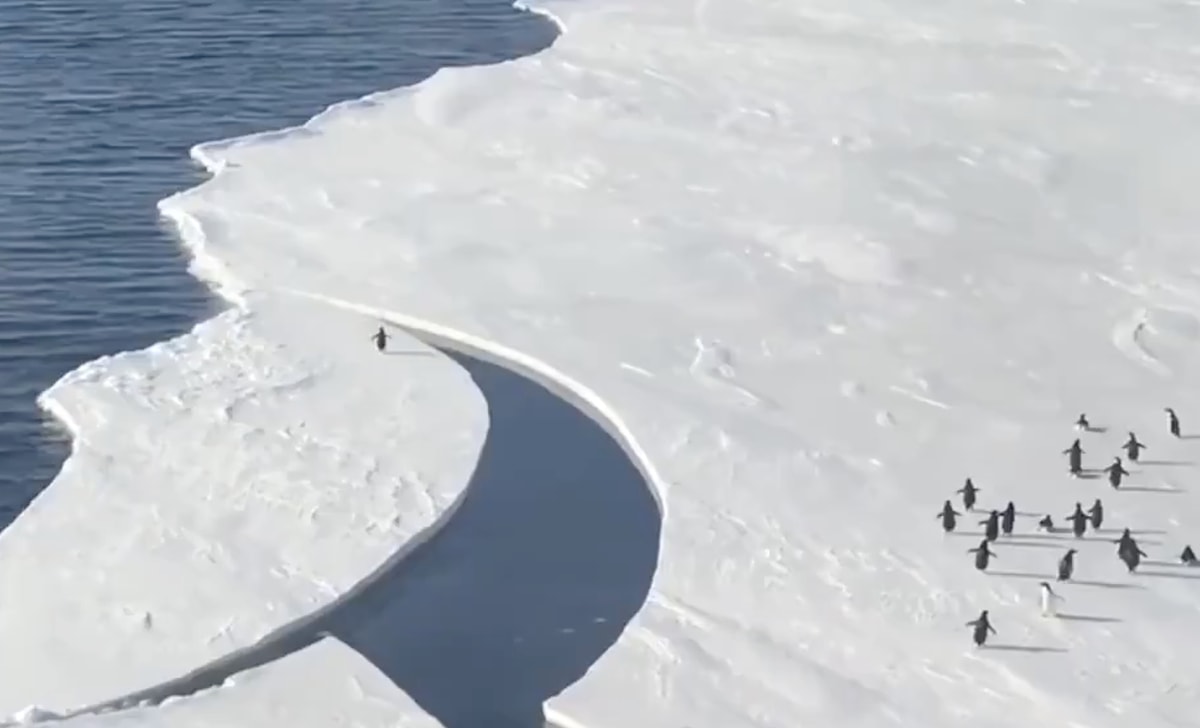 New Viral: Penguin Stranded on Breaking Ice - Onedio