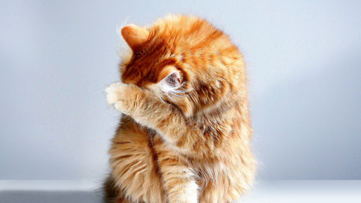 Is My Cat Depressed? How to Tell If Your Cat is Sad? - Onedio