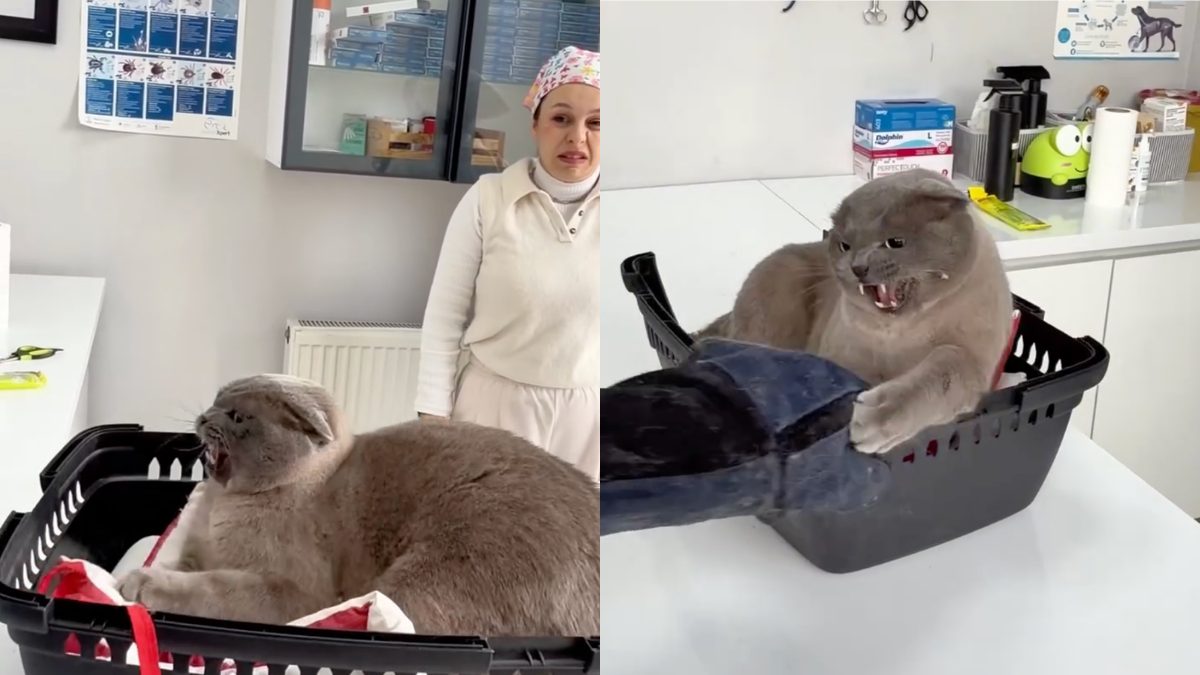 Vet Left Baffled By A Highly Aggressive Feline Patient - Onedio