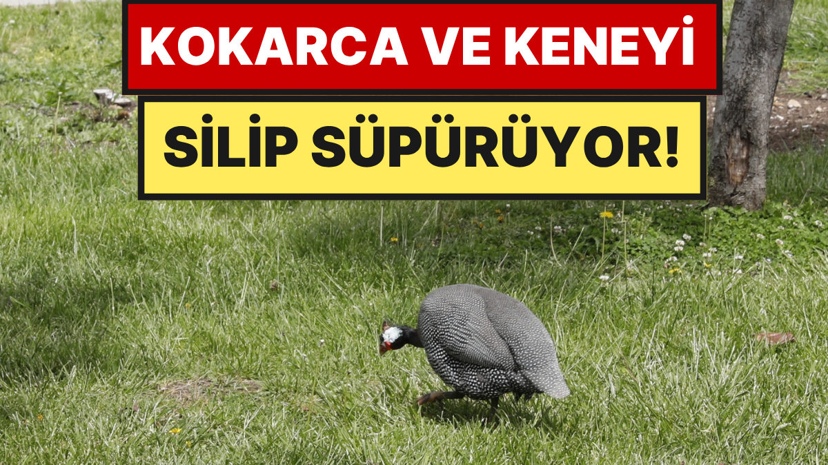 Beç Tavukları Kokarca ve Kenelerle Mücadelede Kullanılıyor - Onedio