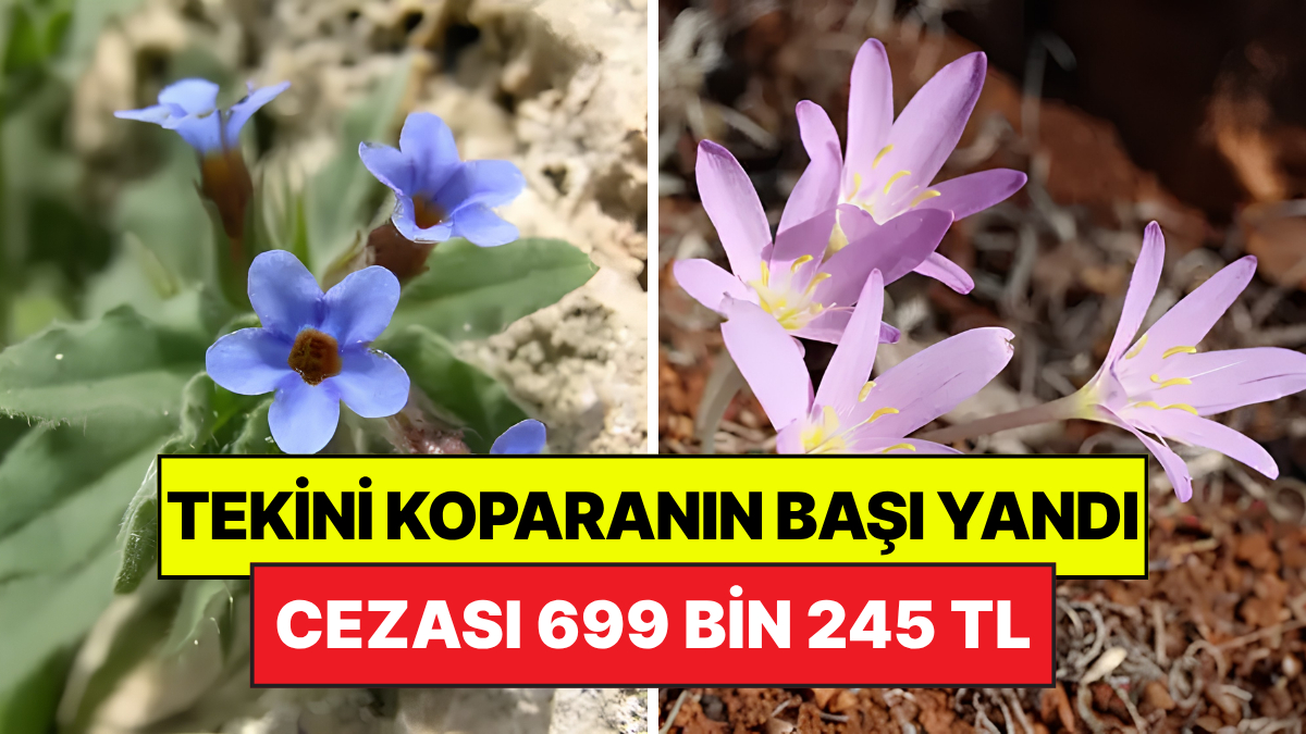 Endemik Bitki Koparma Cezası 2026'da Milyonları Buluyor - Onedio